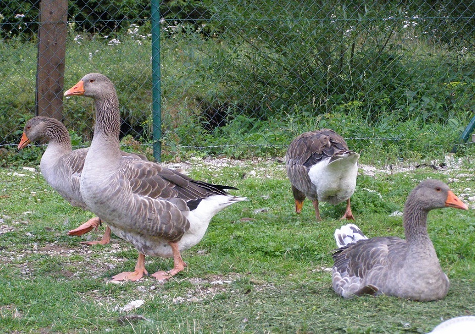 Landesi lúd – Energyshobby